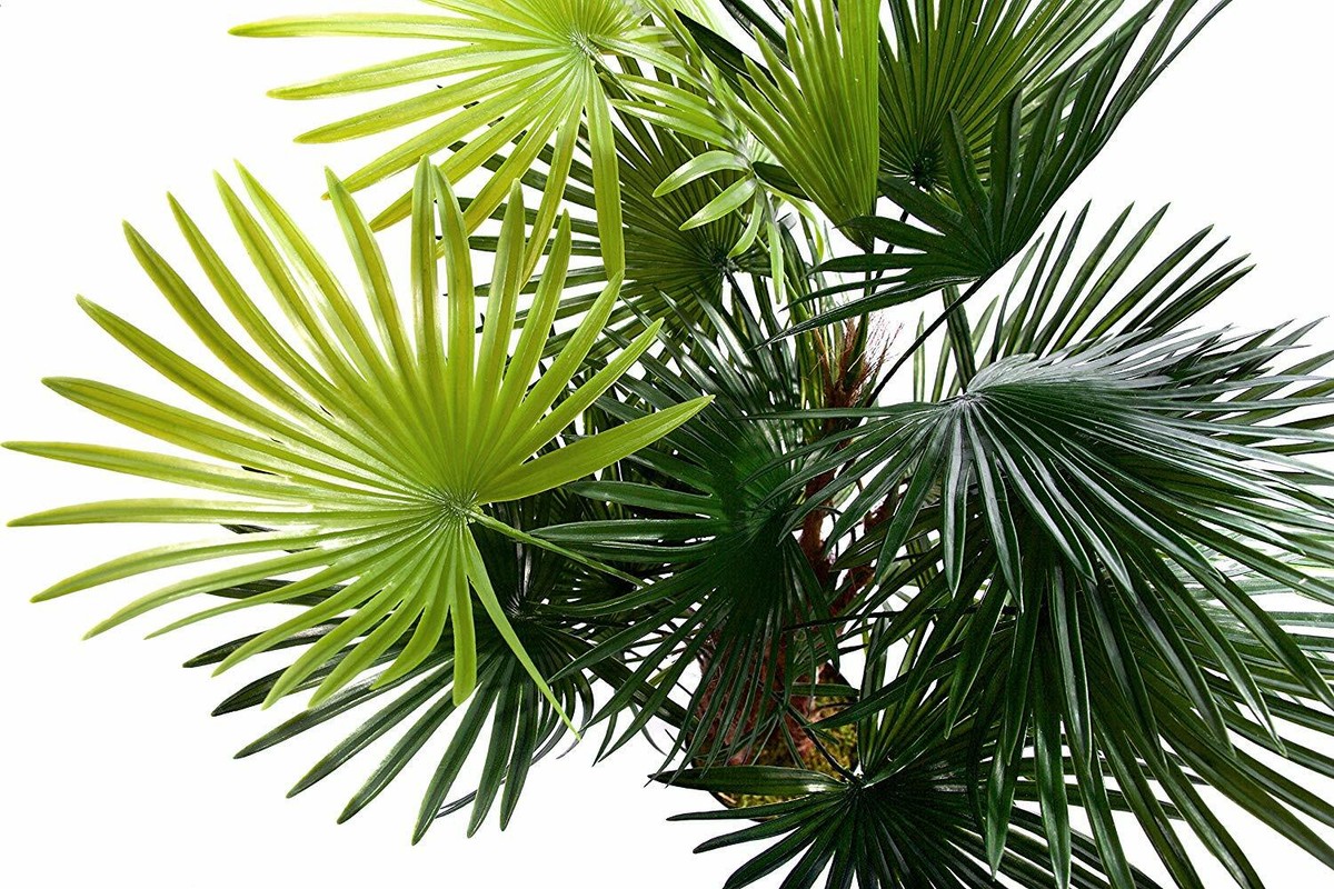 Palm Tree Top Arecaceae Wikipedia