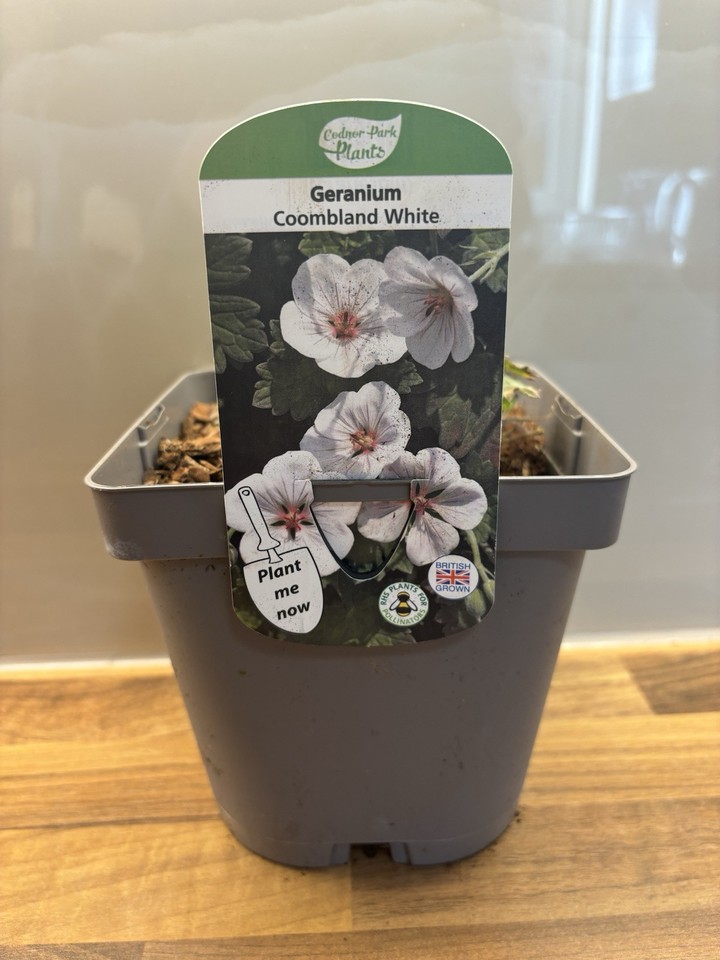 Geranium Coombland White 2L hardy plant cottage garden GERANIUM/141099 ...