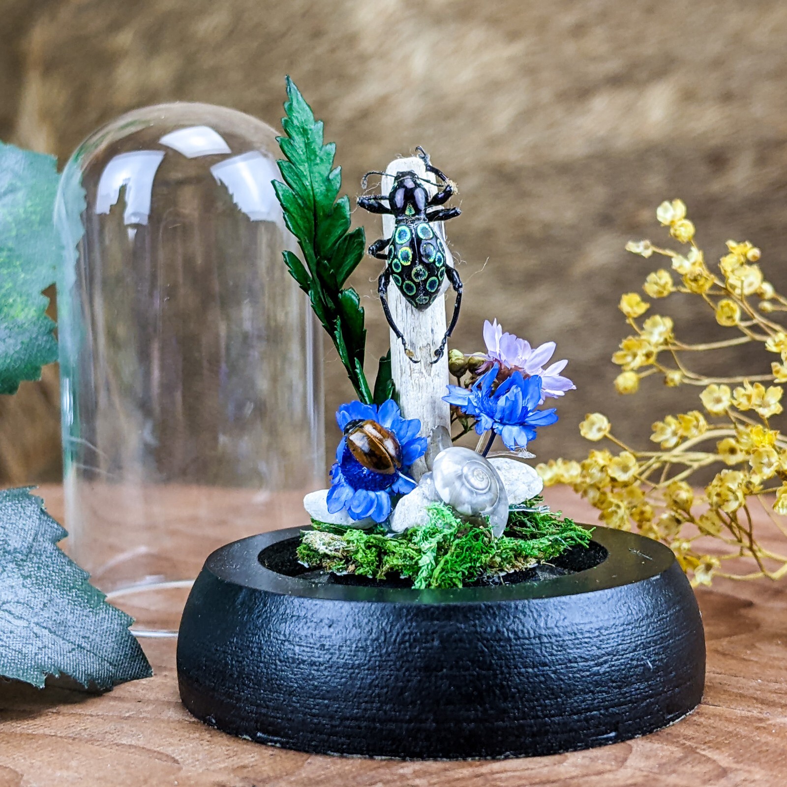 L2d BlK & Blue Easter Egg weevil Beetle Glss Dome Entomology Taxidermy ...