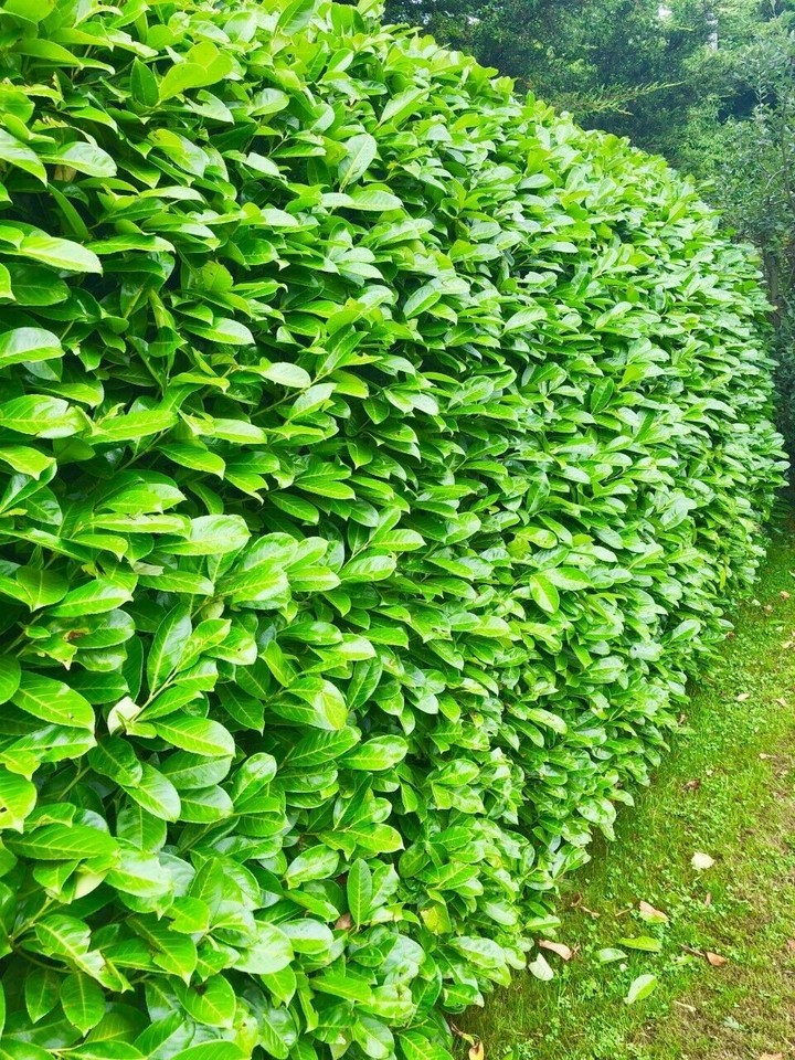 10 Cherry Laurel Evergreen Hedging Plants Fast Growing Shrub 25-40cm ...