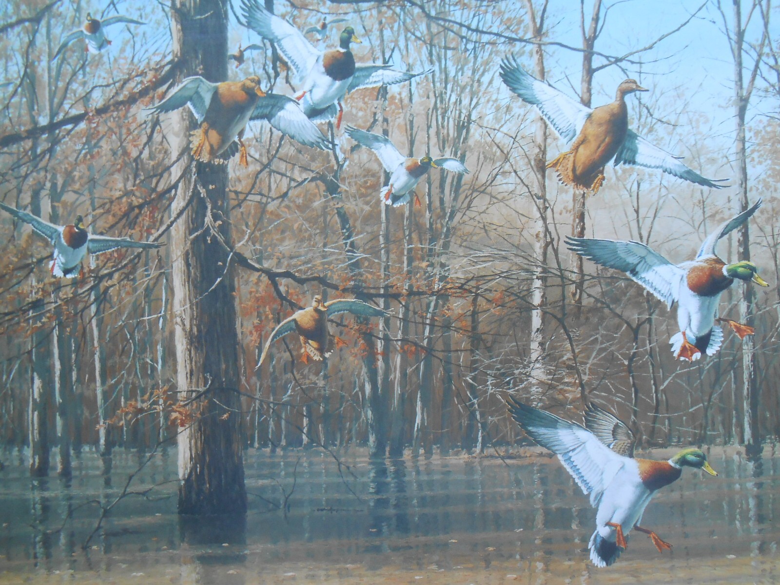 David Maass GREEN TIMBER-MALLARDS 11x14 framed 3.5 115 | eBay