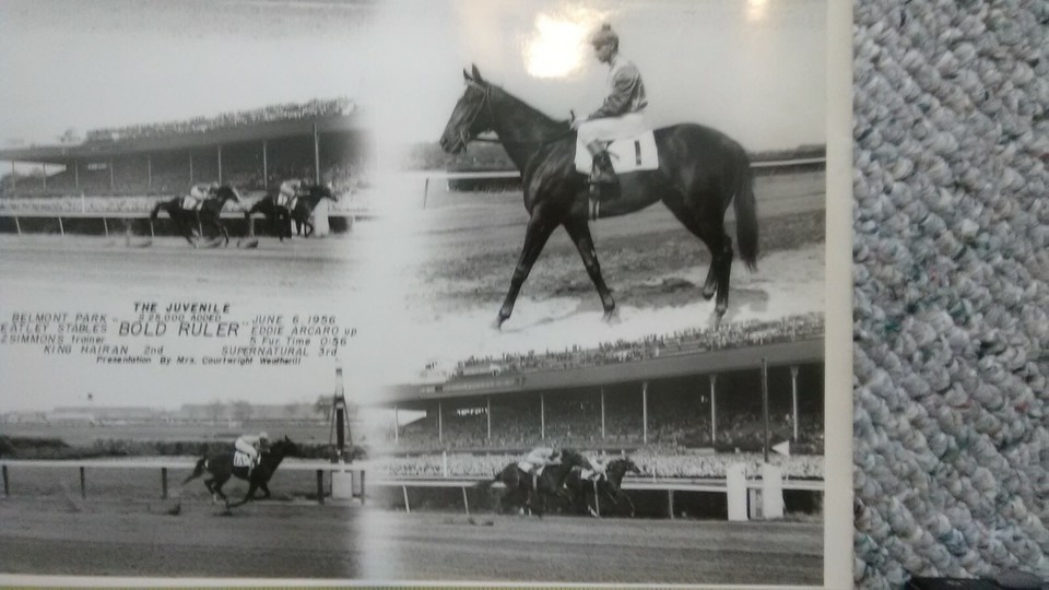 Vintage 1956 BOLD RULER Composite Photo. Truly Rare. Secretariat. Horse ...