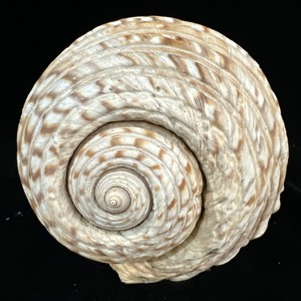 Seashell tonna variegata complex luteostoma 194mm East China Sea (S285 ...