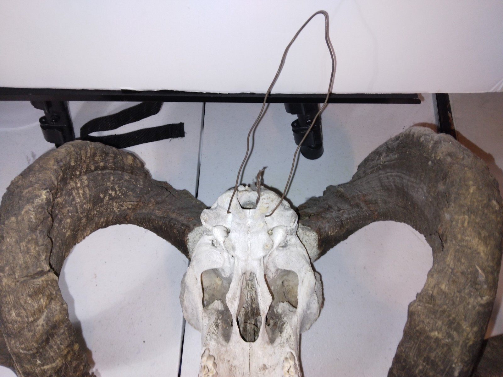 RAM HEAD SKULL 24" across | eBay