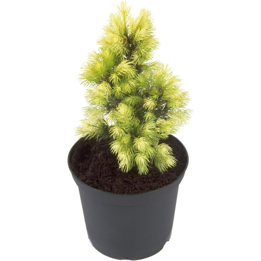 Dwarf White Conifer Plant in 9 cm Pot Ornamental Evergreen Shrubs ...