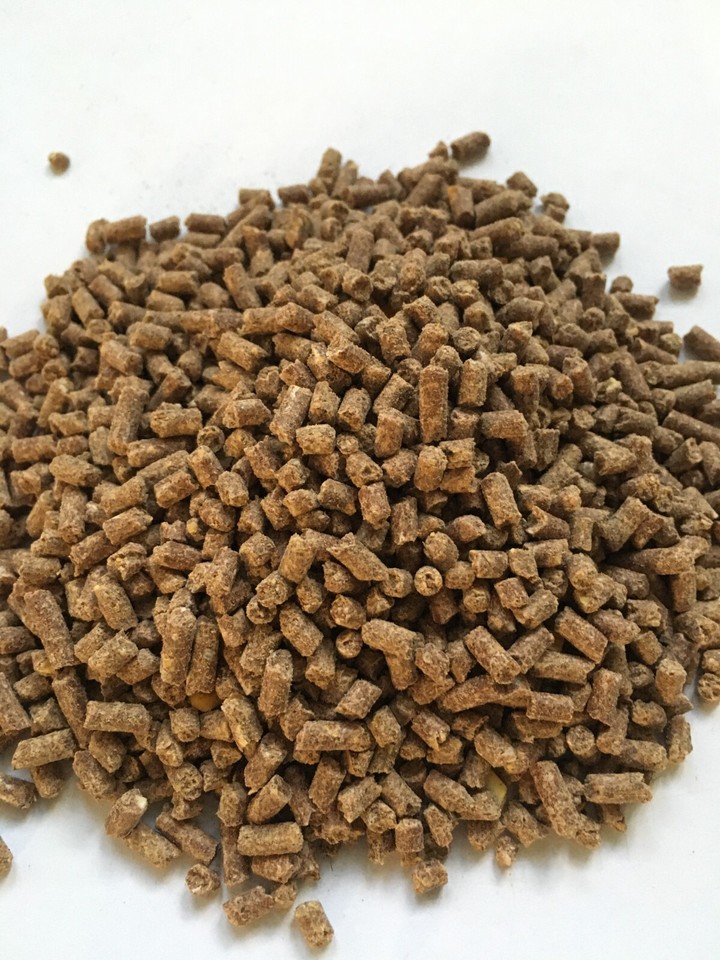 Best Chicken Feed 16% Layer Feed Mini Pellets For Laying Hens Rooster ...