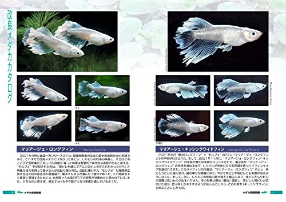 Varieties of Japanese Rice-Fish Medaka killifish Picture Book 3 Japan ...
