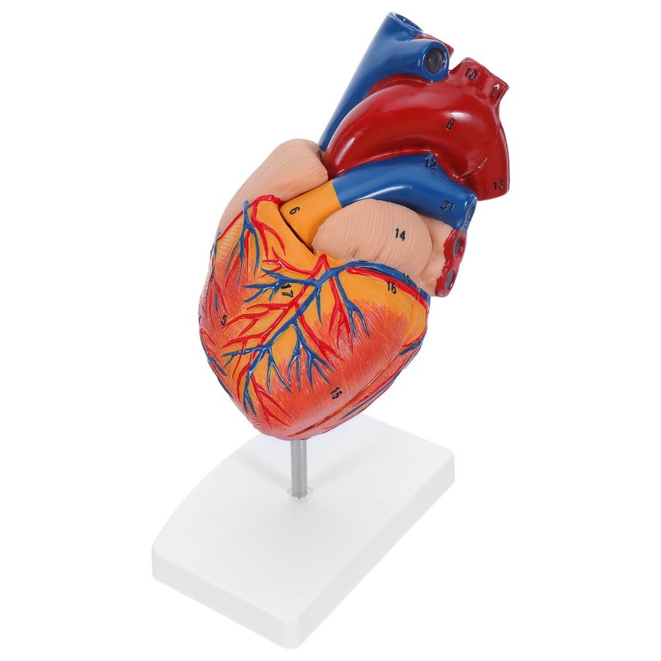 Human Heart Model: Human Heart Anatomy Model With Display Base For ...