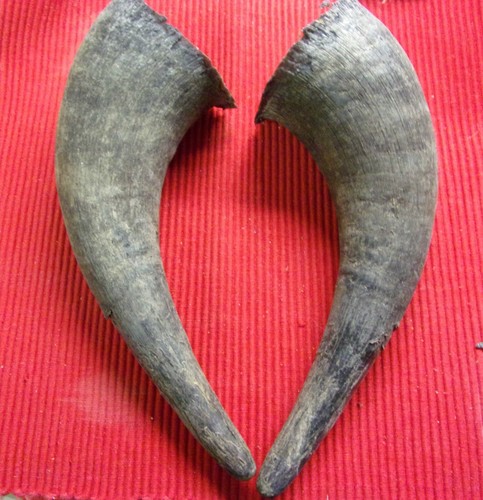 Two Raw Bison horns, America buffalo. Make a nice powder horn. | eBay