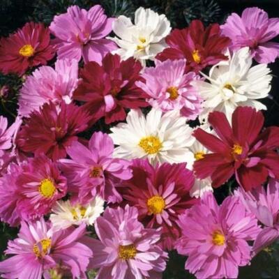 Cosmos PSYCHE Mix Beautiful 4” Frilly Double Petals 3-4’ High Non-GMO ...