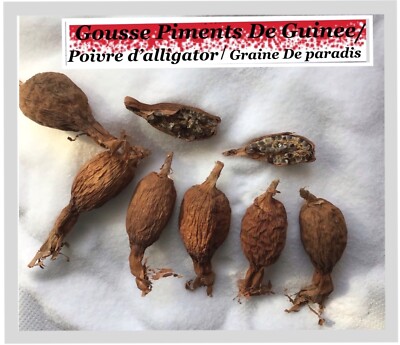 8 x Gousse de Piment de Guinée / Poivre d’alligator / Graines de ...