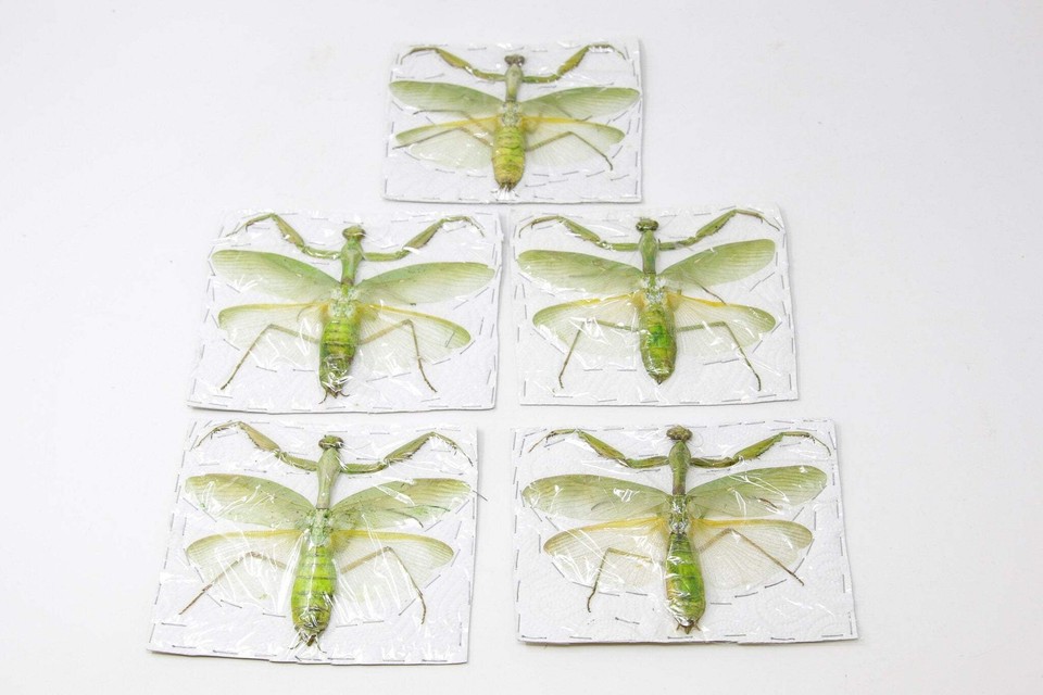 Pack of 10 Assorted GREEN Praying Mantis, A1 Spread Specimens, Various ...