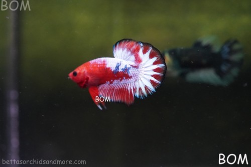 PREMIUM MALE VIP HELLBOY HMPK BETTA FISH | BOM-A698 | eBay