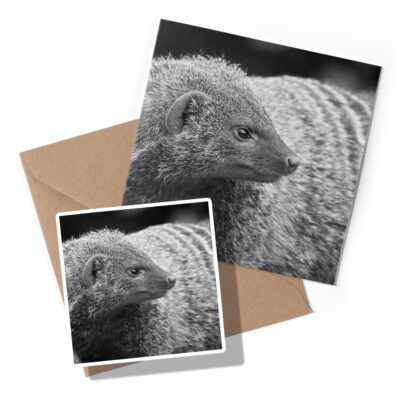 1 x Greeting Card & Sticker Set - BW - Banded Mongoose African #35242 ...