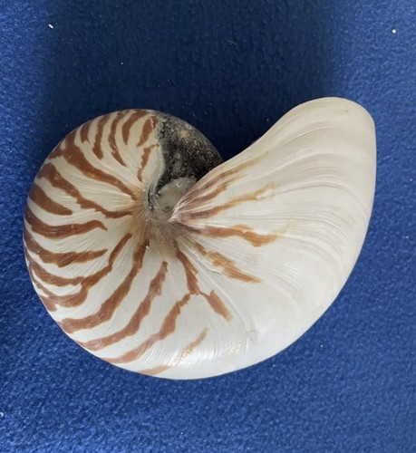 Nautilus Shell Raw Natural Chambered Tiger Striped Large Sea Shell 7 ...