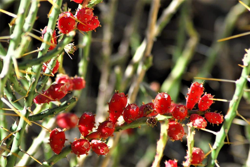 Christmas Cholla