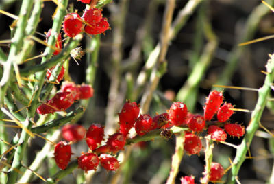 3 Cuttings, Cylindropuntia leptocaulis, Christmas Cholla Cactus ...