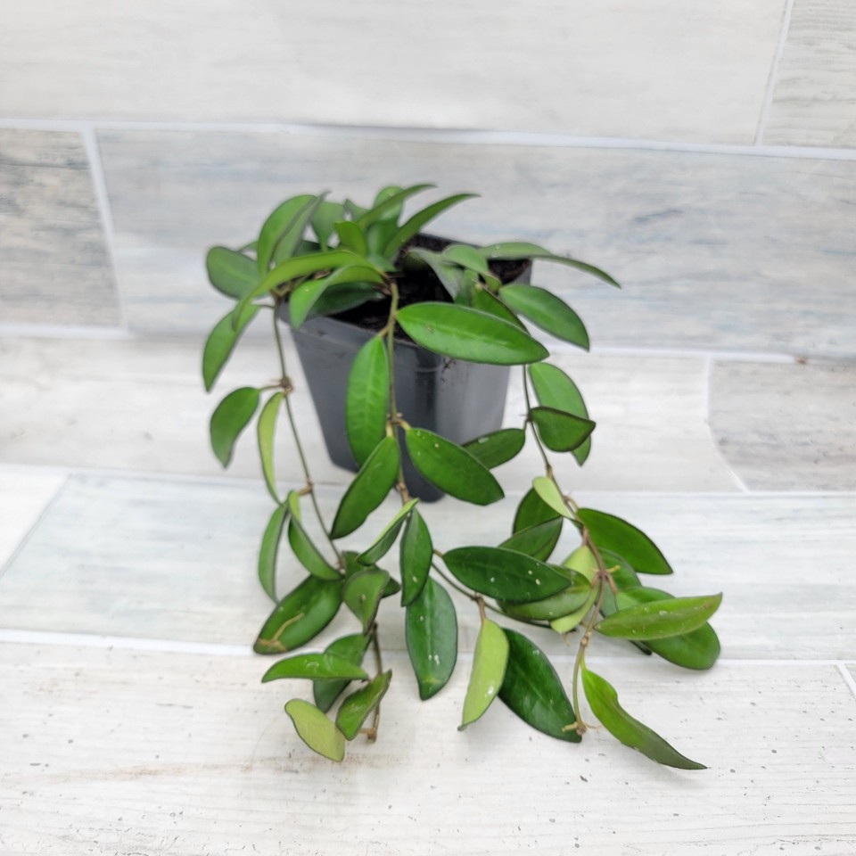 Hoya Rosita – Rare Trailing Wax Plant – 4" Pot – Indoor Houseplant | eBay