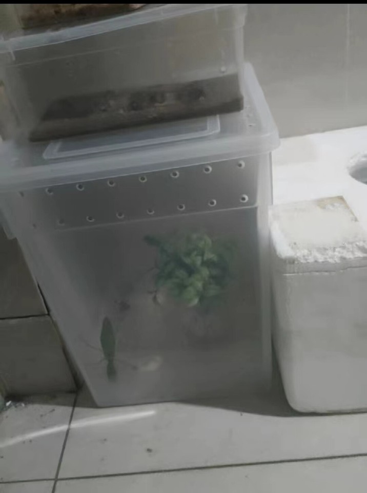 Praying mantis Stick Insect Arboreal cages Feeding Box Enclosure SIDE ...