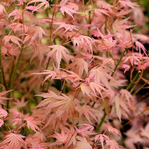 Acer palmatum 'Phoenix Japanese Maple Deciduous Garden Plant Tree In 11 ...