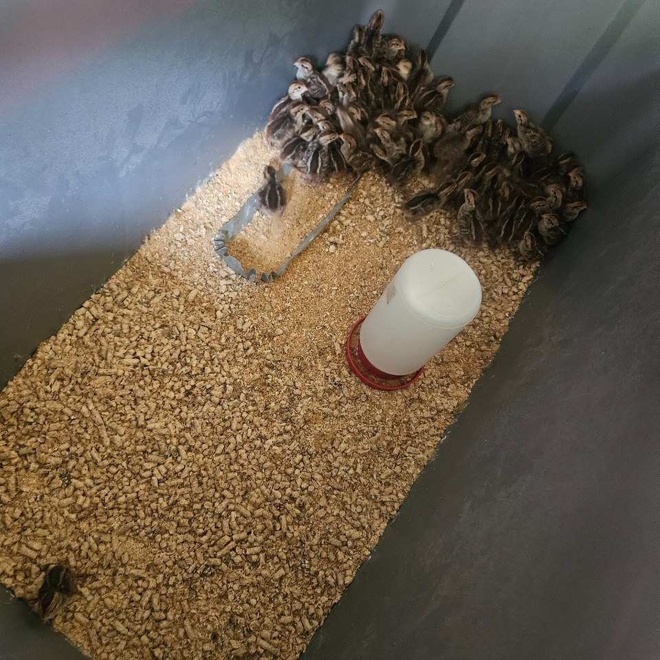 15 + Georgia Giant Bobwhite Quail Fertile Hatching Eggs (Ships free) | eBay