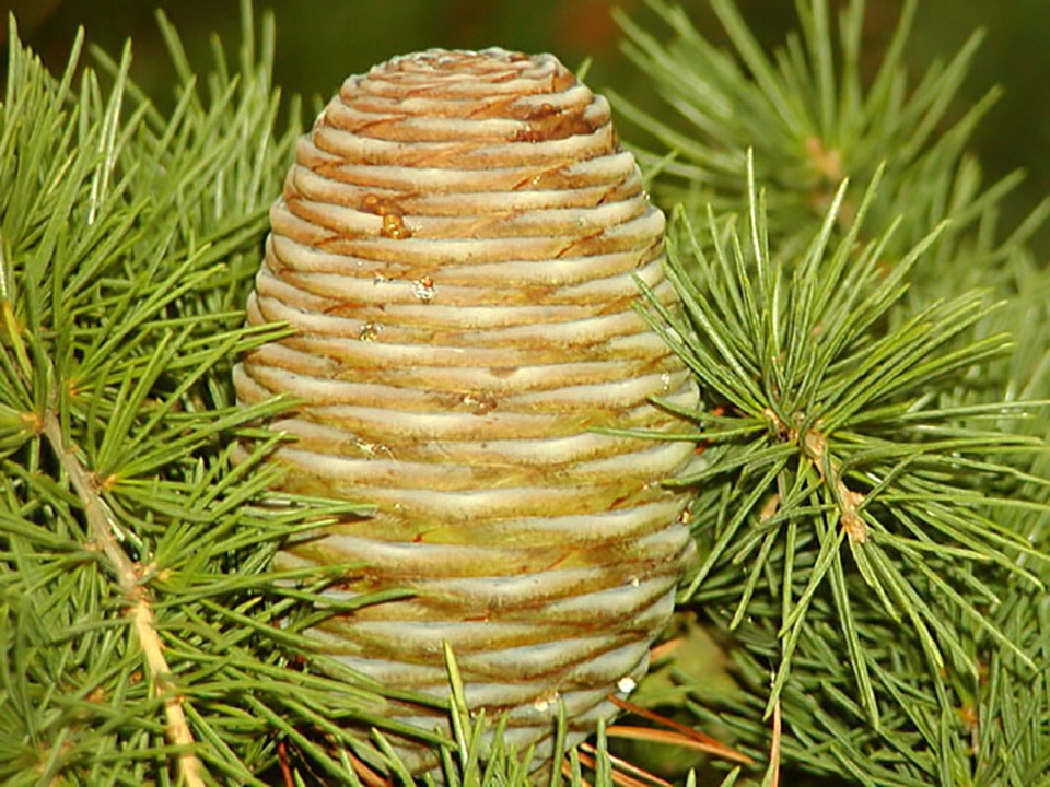 Deodar Cedar, (Himalayan Cedar), Cedrus deodara, Tree Seeds (Fragrant ...