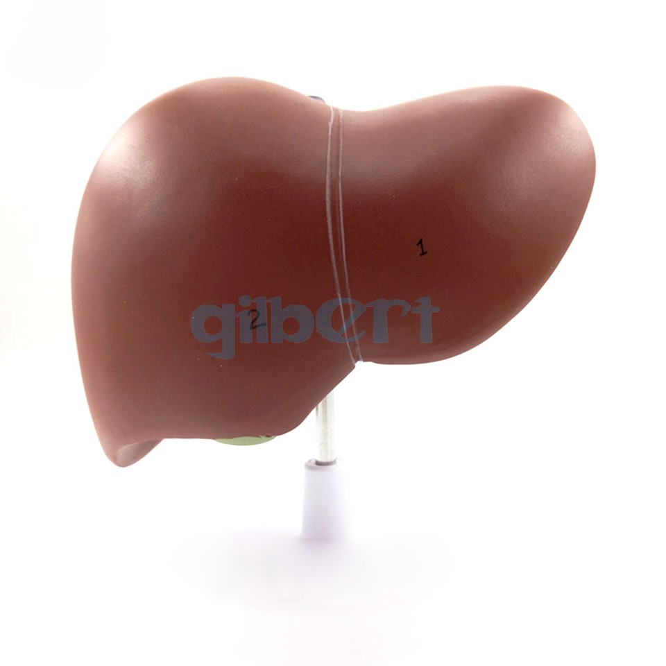 Human Liver Simulation Model Medical Anatomy PVC Natural Life Size | eBay