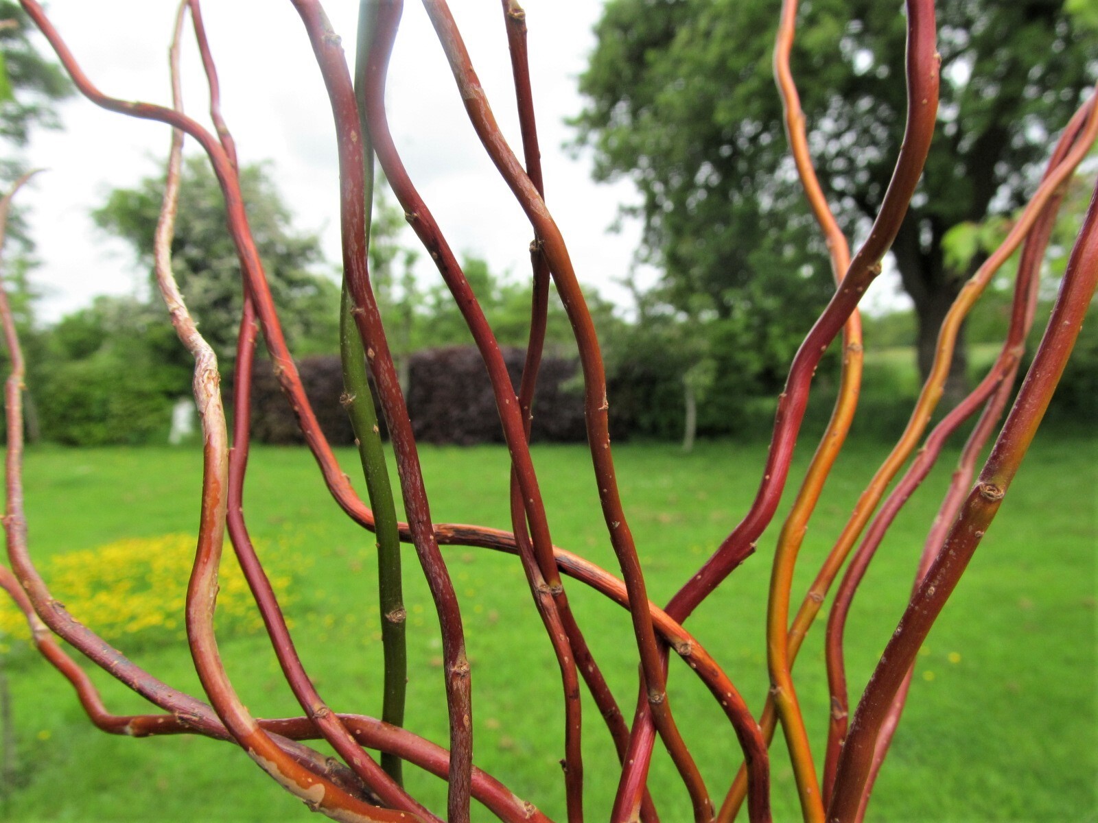 Willow Tree ROOTED cuttings WINTER COLOUR Curly Corkscrew Black Scarlet ...