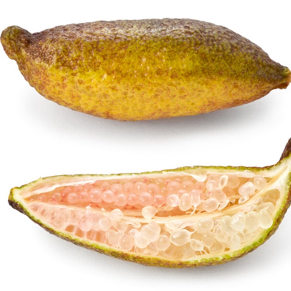 Australian Finger Lime Grafted Plant Sunshine Yellow Caviar Lime Tree ...