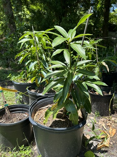 Malika Dwarf Cold Hardy MANGO TREE GRAFTED 3-5 Ft Tall. 7 Gallon Size ...