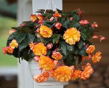 Begonia Illumination Gold Picotee 1,000 seeds | eBay