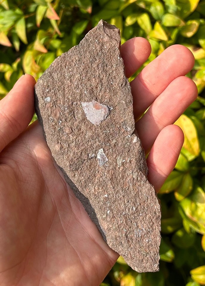 Rare Devonian Fossil Fish Scale in Matrix Pennsylvania Red Hill | eBay