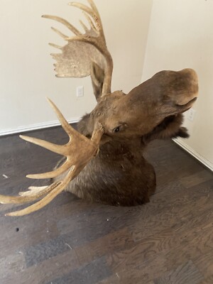 taxidermy right turn moose mount | eBay