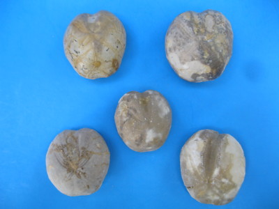 Texas Fossil Echinoid Heteraster Texanus 5 Large Heart Urchins # 1990 ...