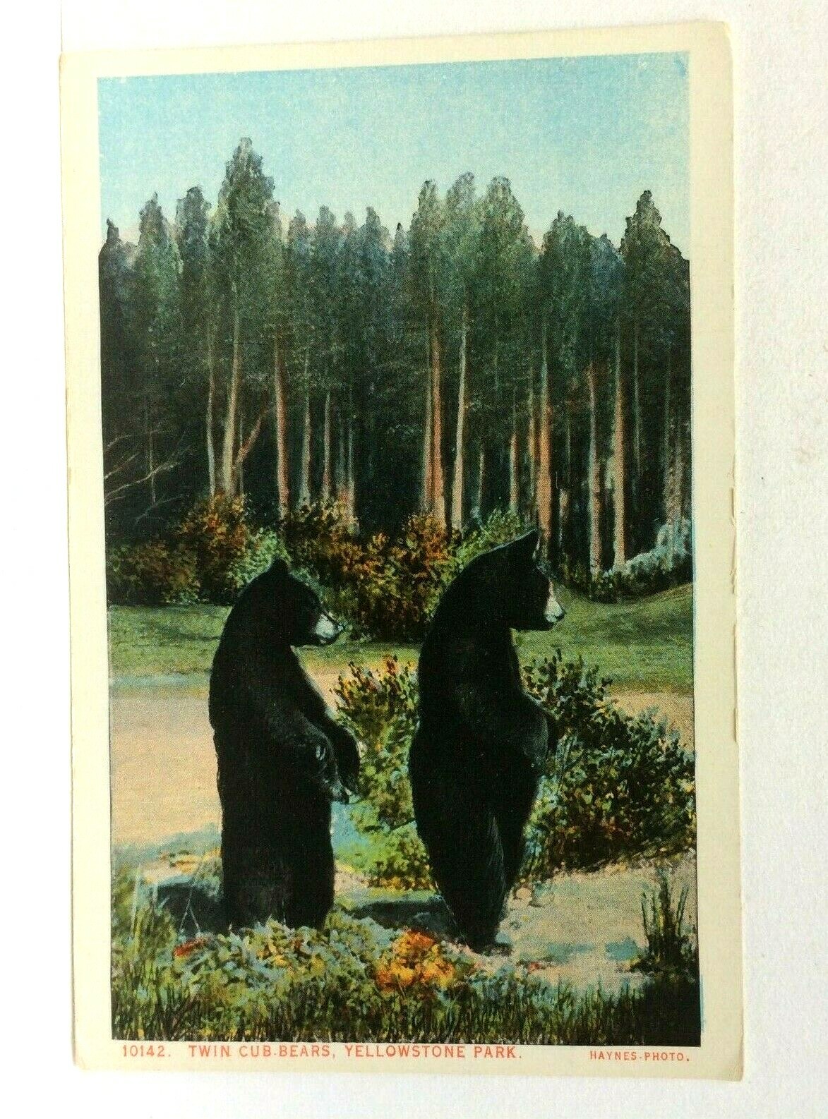 Yellowstone Park Wyoming WY Upright Twin Cub Bears Vintage Postcard | eBay