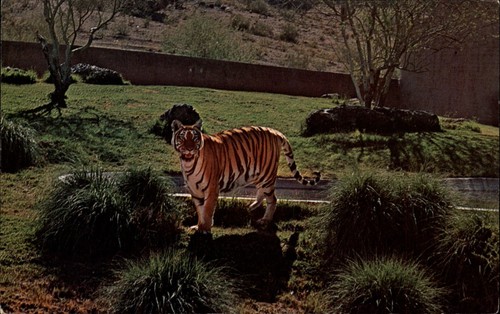 Bengal Tiger Phoenix Arizona Zoo vintage postcard c753 | eBay