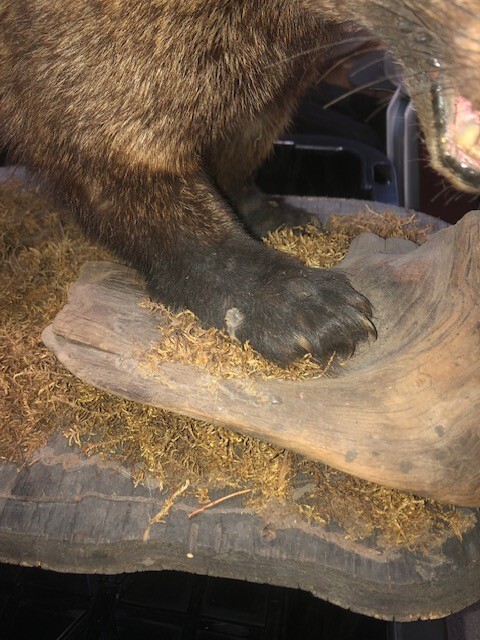 Wolverine/Fisher Standing Taxidermy, Vintage, 26x15x13, Michigan | eBay