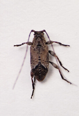 Longhorned Beetle: Sternidius alpha (Cerambycidae) USA | eBay
