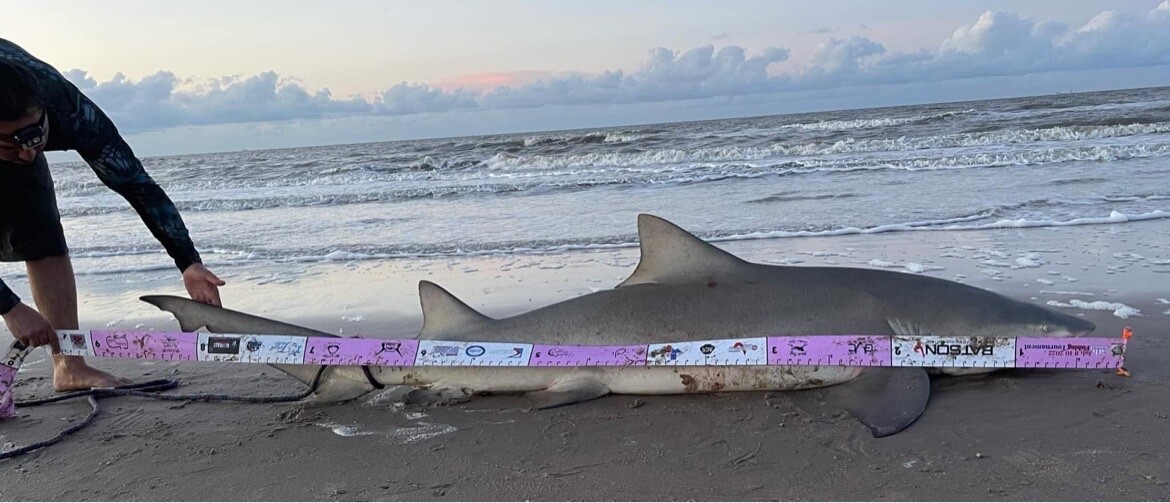 15ft Soft Vinyl Shark Measuring Tape - Choose color - Benefits Cancer ...