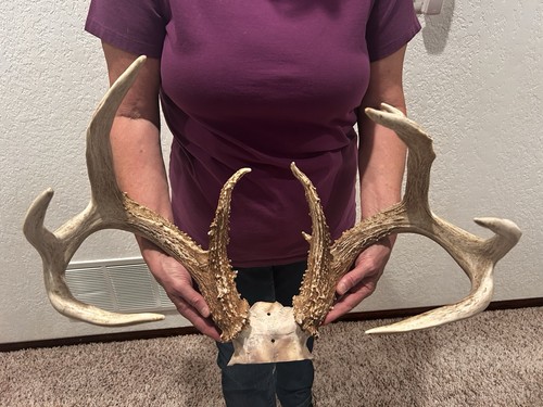 155 3/8” Awesome Kansas Whitetail WILD Deer Antlers Taxidermy Mount ...
