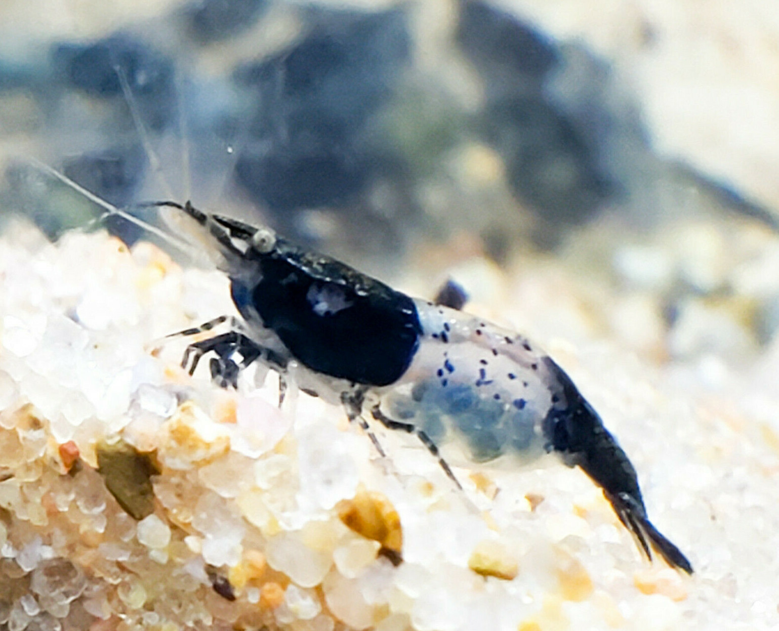 1+ Carbon Rili Shrimp Neocaridina Dwarf Shrimp Aquarium Pets, Algae ...