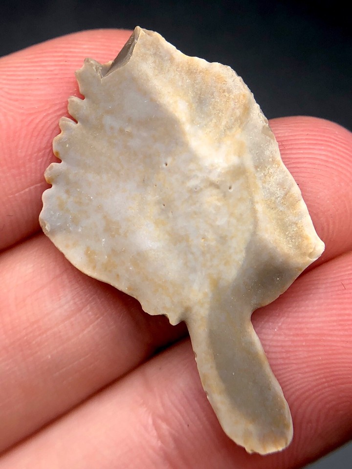 HUGE BV Fossil Gar Scale Fish Fossils Gem Ocean Beach Collect | eBay