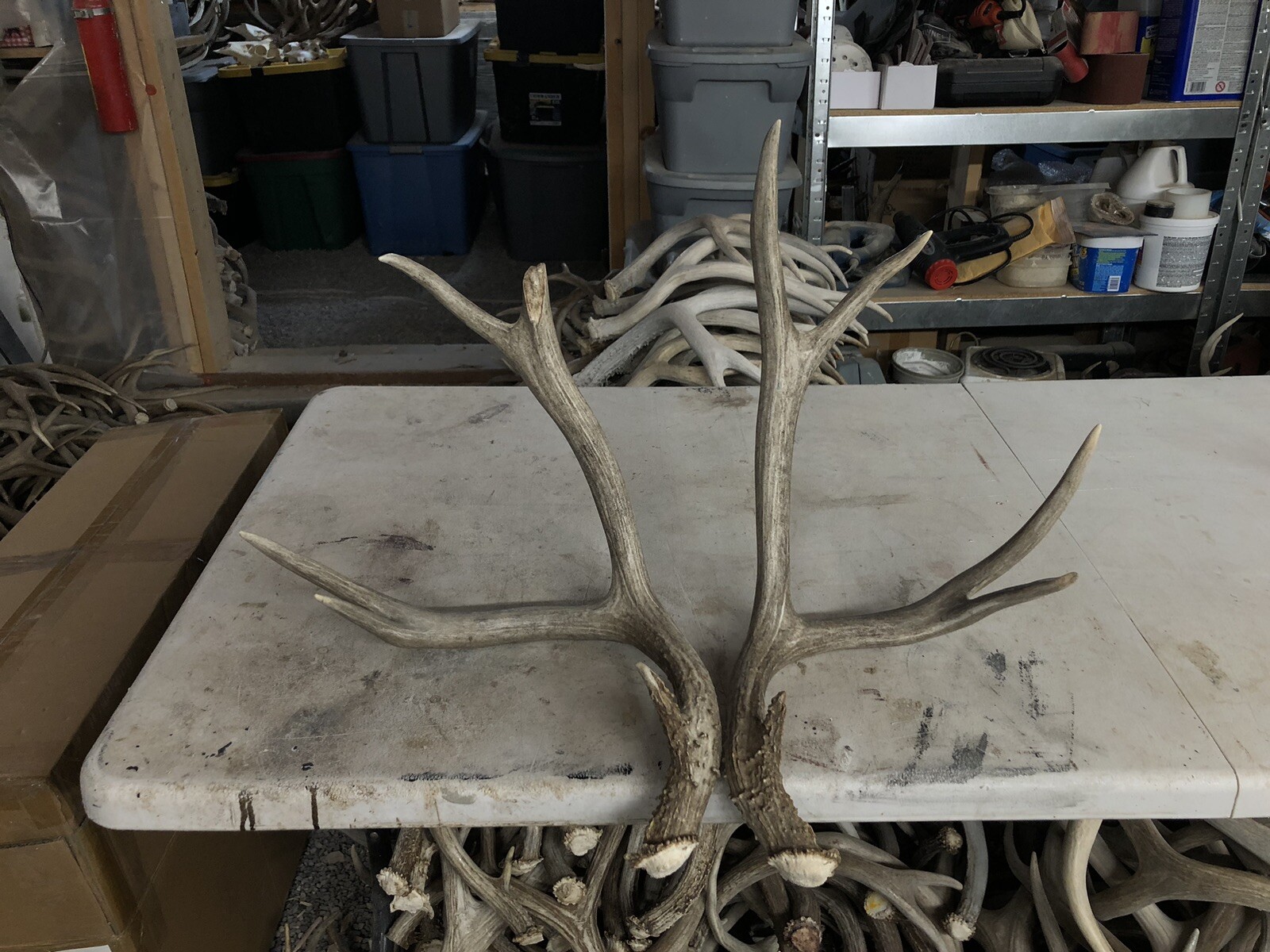 Big Mule Deer Set Antlers Sheds Horns Elk Moose Rack | eBay