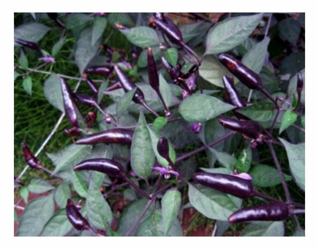 ZIMBABWE BLACK CHILLI BLACK LEAVES, PURPLE FRUITS THAT RIPEN RED RARE ...