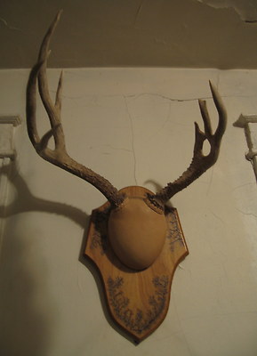 Great Nontypical Deer Antler Rack Freak Deformed Skull Taxidermy ...