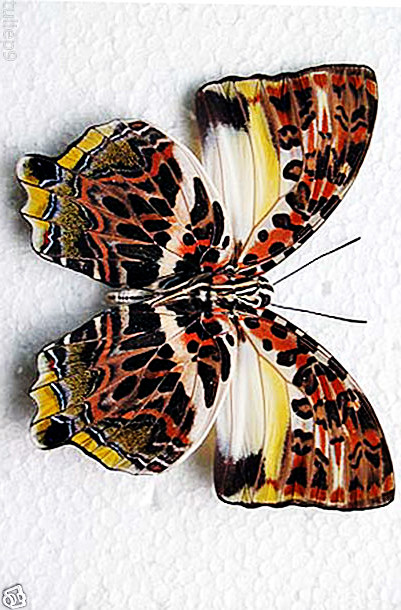 Nymphalidae - Agatasa calydonia calydonia (m) - Malaysia - Rare (30-1 ...