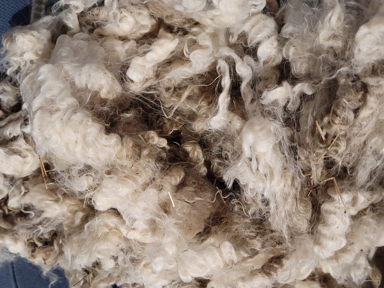 16oz Raw Angora Goat Fiber | eBay
