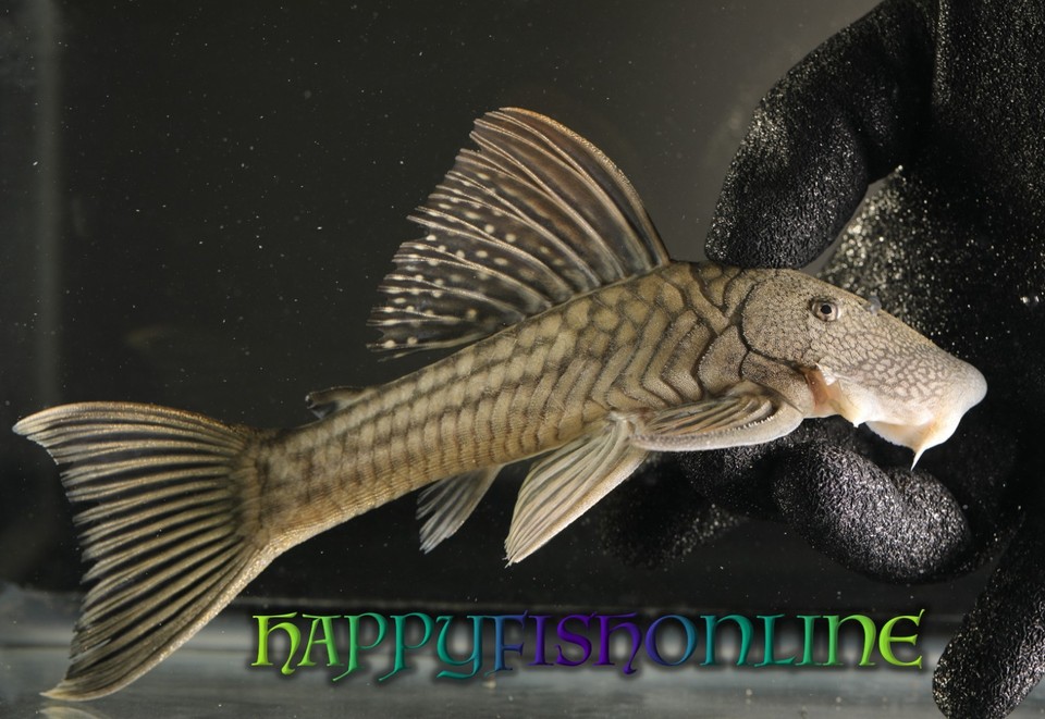 EXTREMELY RARE Chaetostoma tachiraense PLECO! MASSIVE LIVE FISH! 8-10 ...