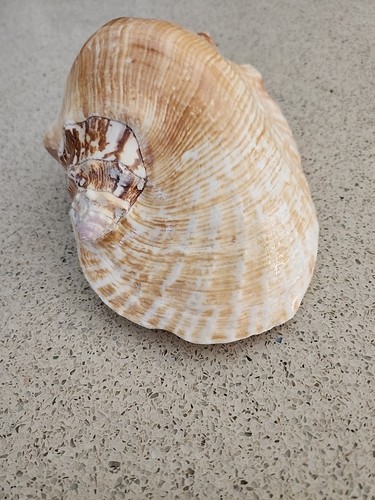 Pacific Conch Seashell 18 Cms Natural Shell, Beach, Tropical, Aquarium ...