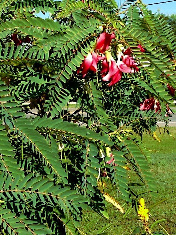 20 Hummingbird Tree Seeds (Sesbania grandiflora) "Agati" Flower Plant ...